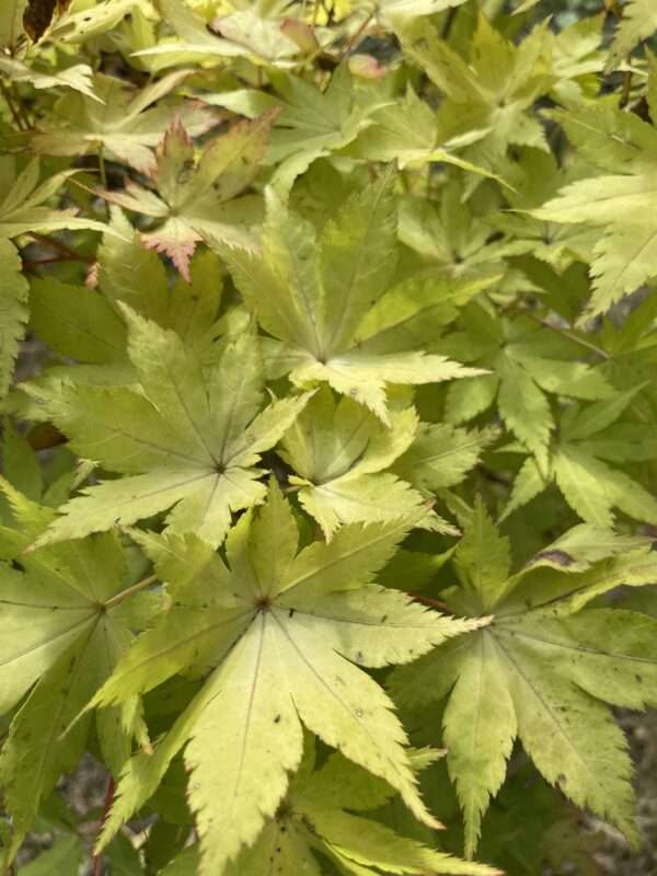 Plant Acer Palmatum Summer Gold in Your Garden to Sparkle to Your Space